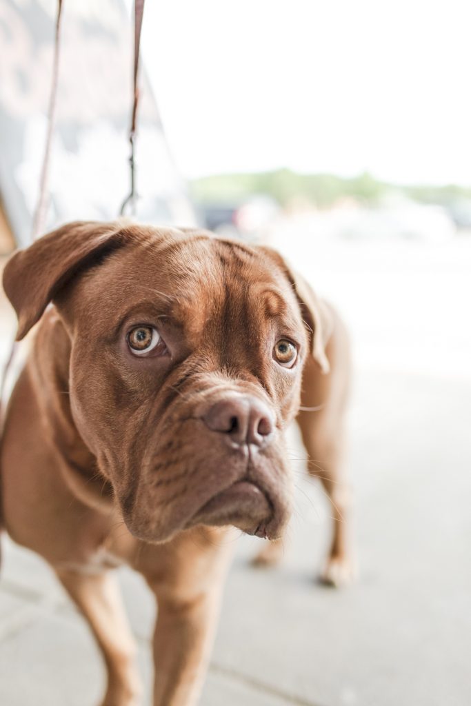 Helping Out Your Fearful Dog | Dogsrecommend