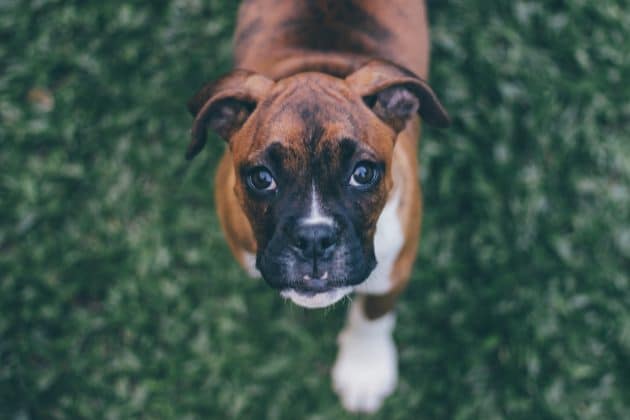 The 8 Best Dog Food for Boxers in 2020 | Dogsrecommend