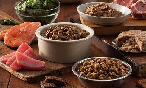 The Essential Guide to Canine Nutrition | Dogs Recommend