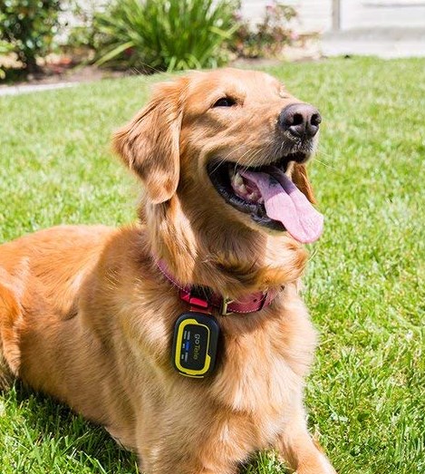 The Best GPS Dog Trackers and Pet Collars | Dogsrecommend
