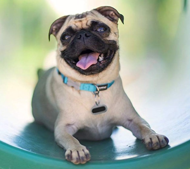 The Best GPS Dog Trackers and Pet Collars | Dogsrecommend