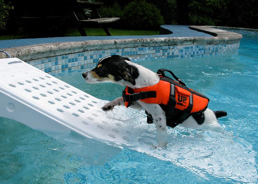 The 7 Best Dog Ramps and Stairs of 2020 | Dogsrecommend