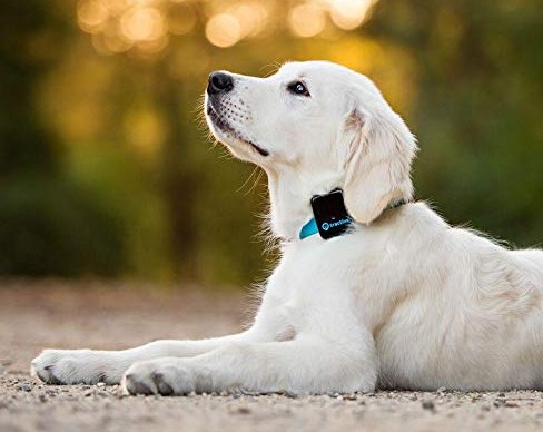 The Best GPS Dog Trackers and Pet Collars | Dogsrecommend