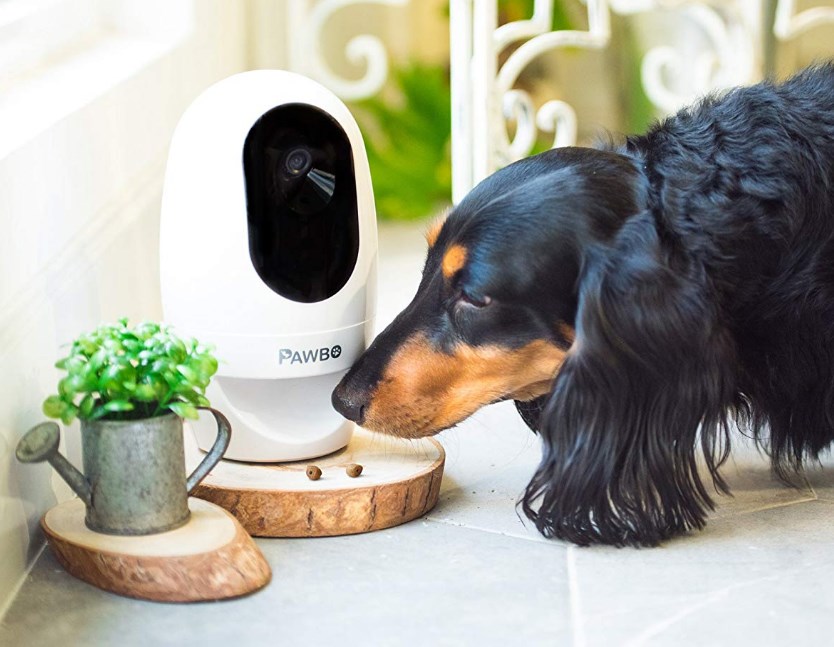 Best Pet Camera with Full HD & Treat Tossing | Dogsrecommend