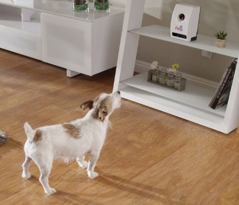 Best Pet Camera with Full HD & Treat Tossing | Dogsrecommend