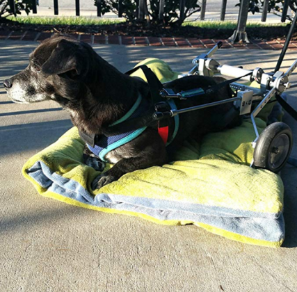 Dog Wheelchair: The Best Small & Large Wheelchair For Pets of 2020 ...