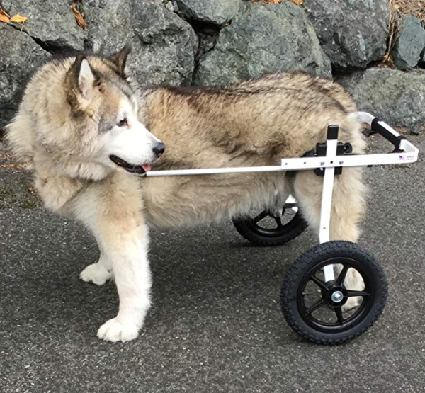Dog Wheelchair: The Best Small & Large Wheelchair For Pets of 2020 ...