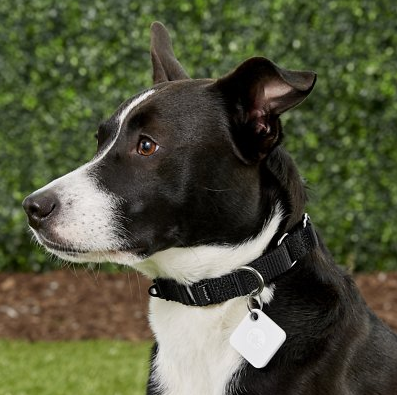 The Best GPS Dog Trackers and Pet Collars | Dogsrecommend