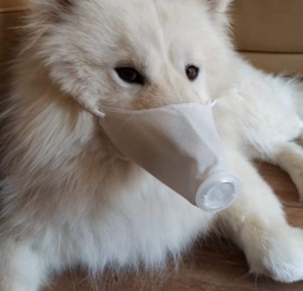 Dog Mask | Air Pollution Mask, Air Filter Mask and Respirator Mask ...