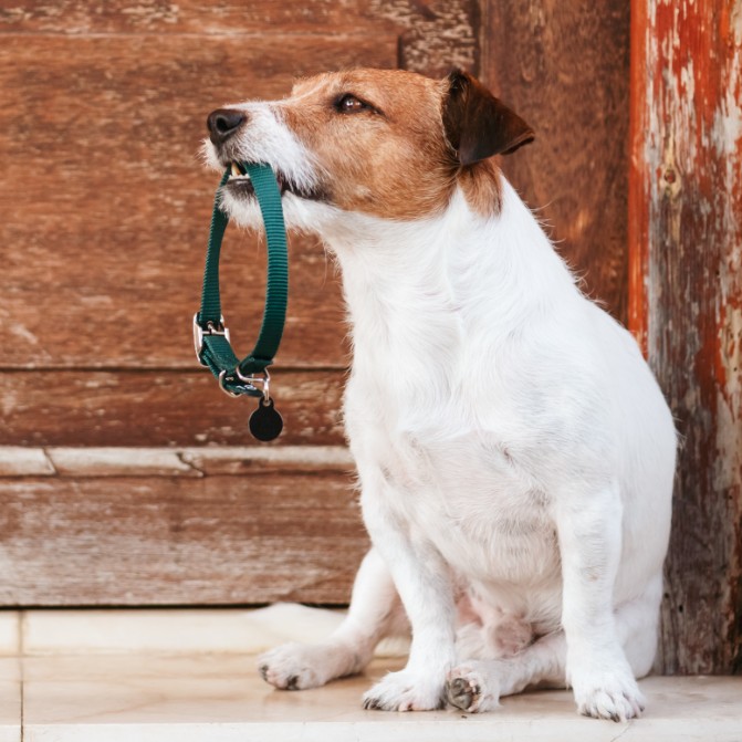 10 Best Dog Collars of 2020 (Review) | Dogsrecommend