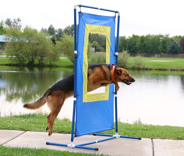 Dog Agility Equipment: Best Agility Equipment Kits for Your Dog ...