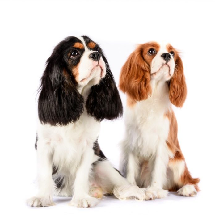 The 15 Best Dogs for Kids – Best Family Dogs | Dogsrecommend