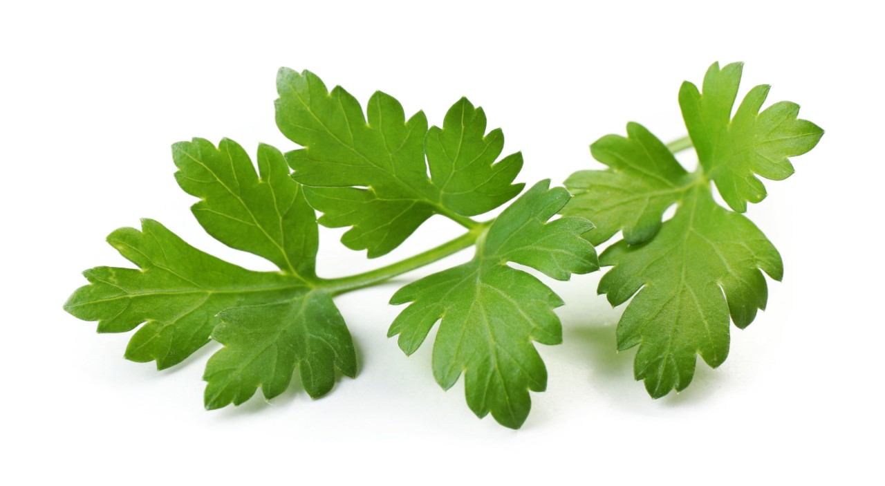 Vegetables For Dogs: Healthy Vegetables For Pets | Dogsrecommend