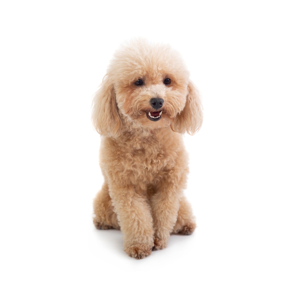 The 15 Best Dogs for Kids – Best Family Dogs | Dogsrecommend